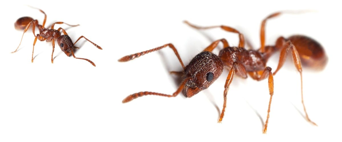 Plagas de Insectos Rastreros - Coandi