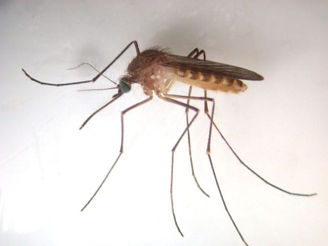 Plagas de Insectos Voladores - Coandi