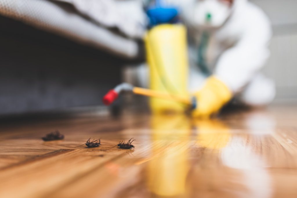 Control de plagas en Valencia e higiene ambiental - Coandi